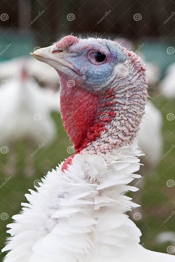 Tom Turkey stock photo. Image of bird, meat, dinner, christmas - 41998154