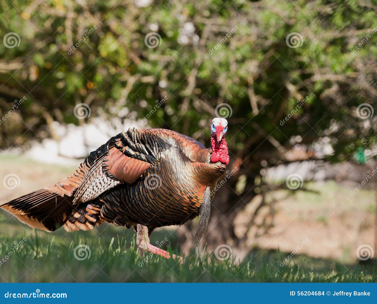 Tom turkey stock photo. Image of wild, wattles, iridescent - 56204684