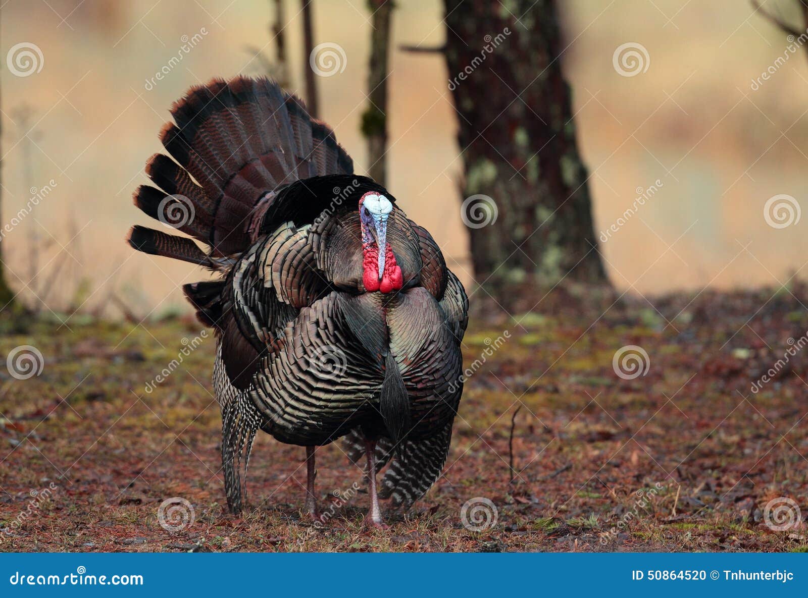 Tom Turkey stock photo. Image of displaying, poultry - 50864520