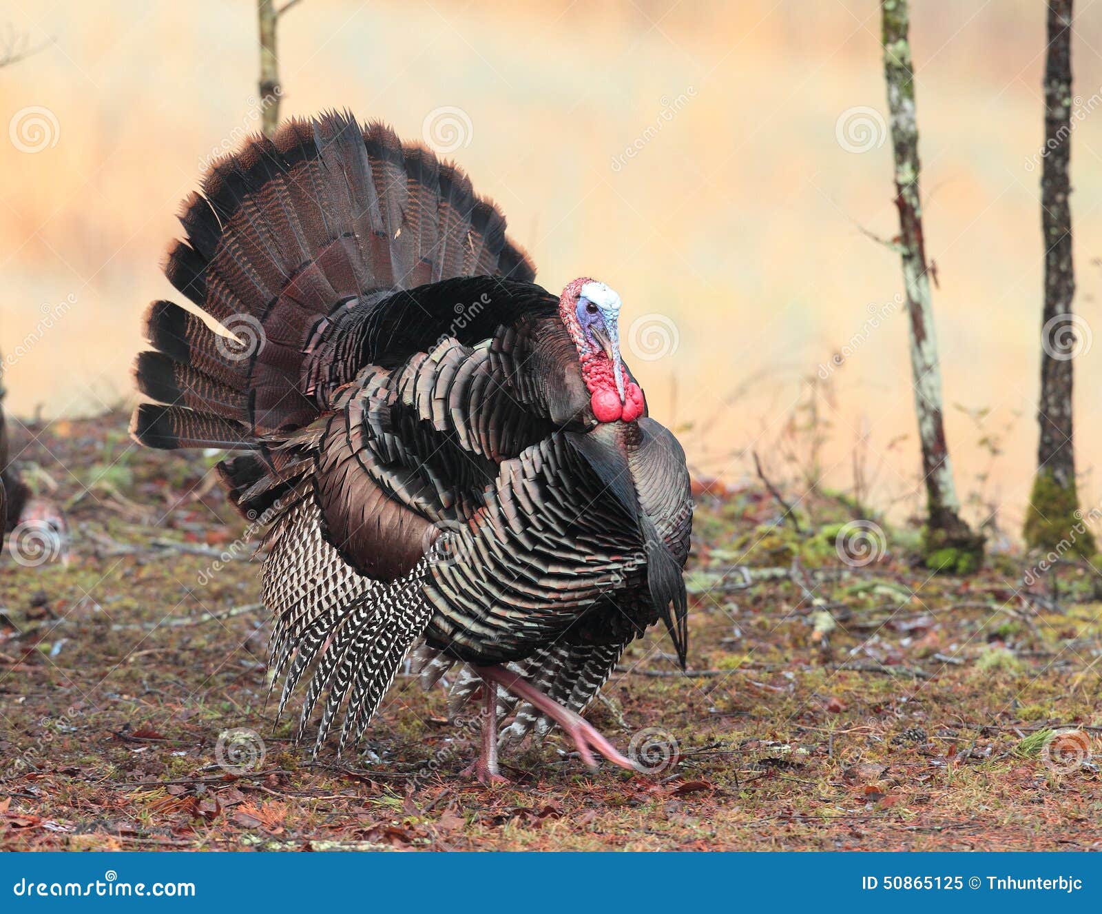 Tom Turkey stock image. Image of iridescent, bird, spring - 50865125