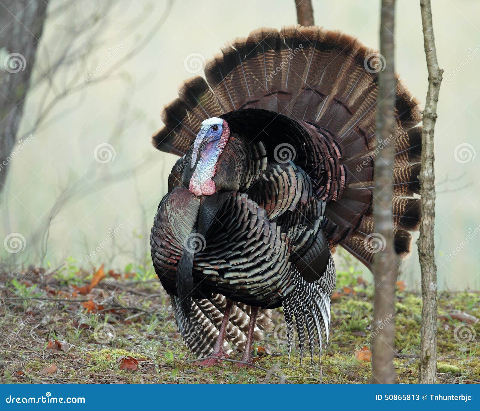 Tom Turkey stock image. Image of feathers, iridescent - 50865813