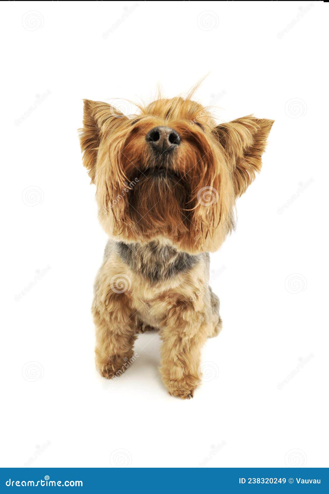Toma De Estudio De Un Adorable Yorkshire Terrier Imagen de archivo ...