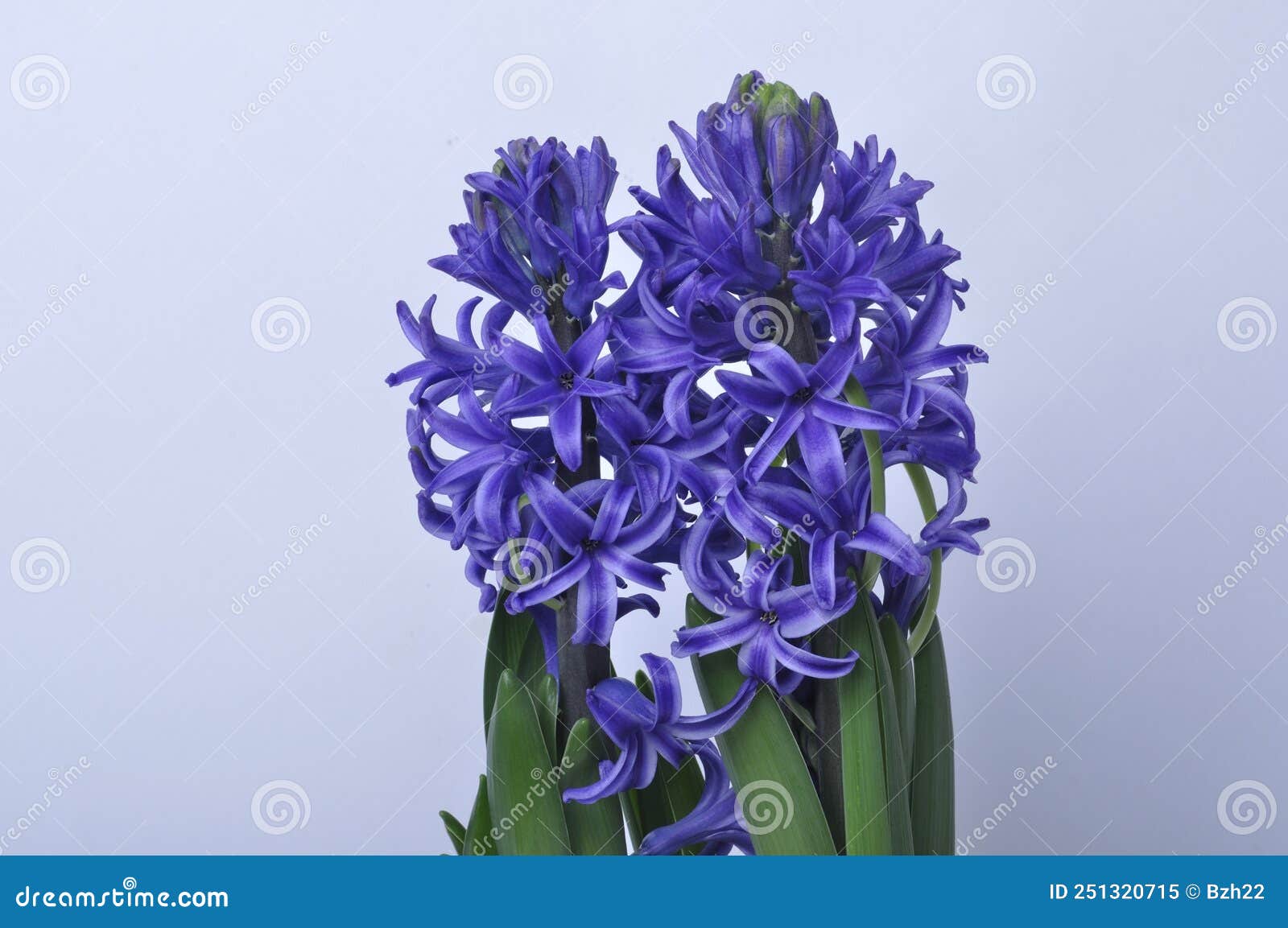 Toma De Estudio De Un Jacinto Imagen de archivo - Imagen de primavera ...