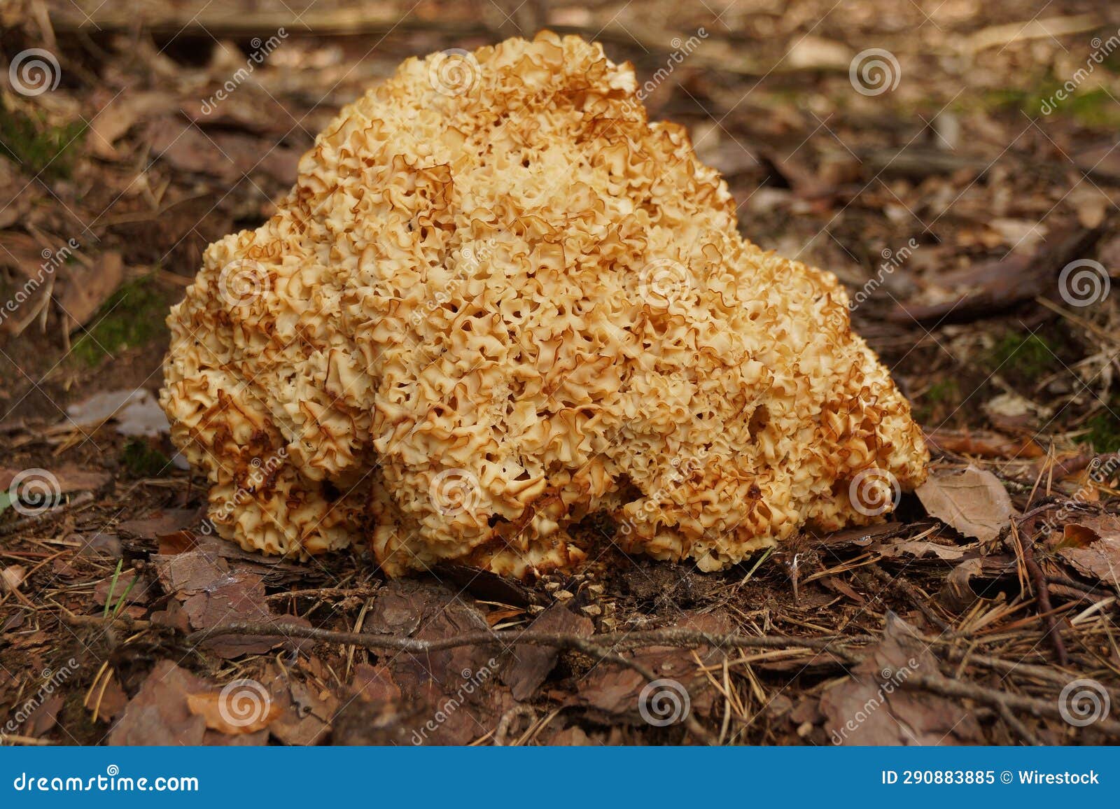 Toma De Un Hongo Coliflor En Un Suelo Forestal Imagen de archivo ...