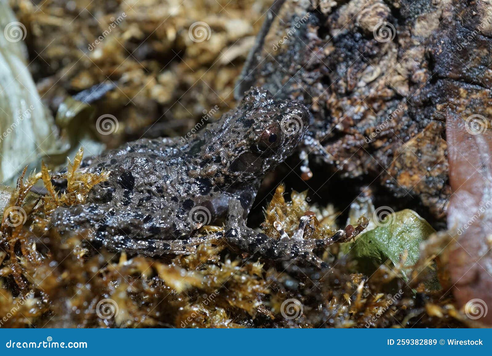 Toma De Un Theloderma Rhododiscus En Un Bosque Con Hojas Secas Imagen ...