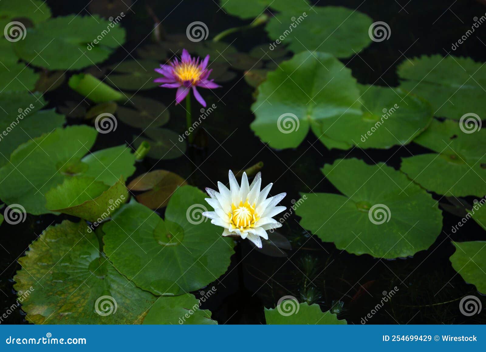 Toma Selectiva De Un Alba De Nymphaea En Un Lago Imagen de archivo - Imagen de travieso, hermoso ...