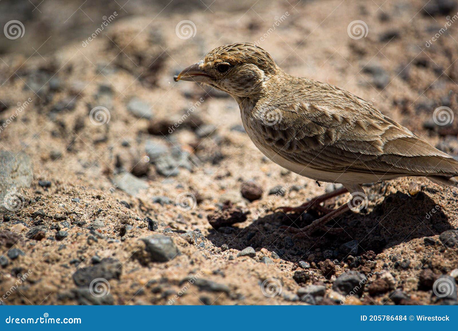 Toma Selectiva De Un Ave De Alondra Foto de archivo - Imagen de fondo ...