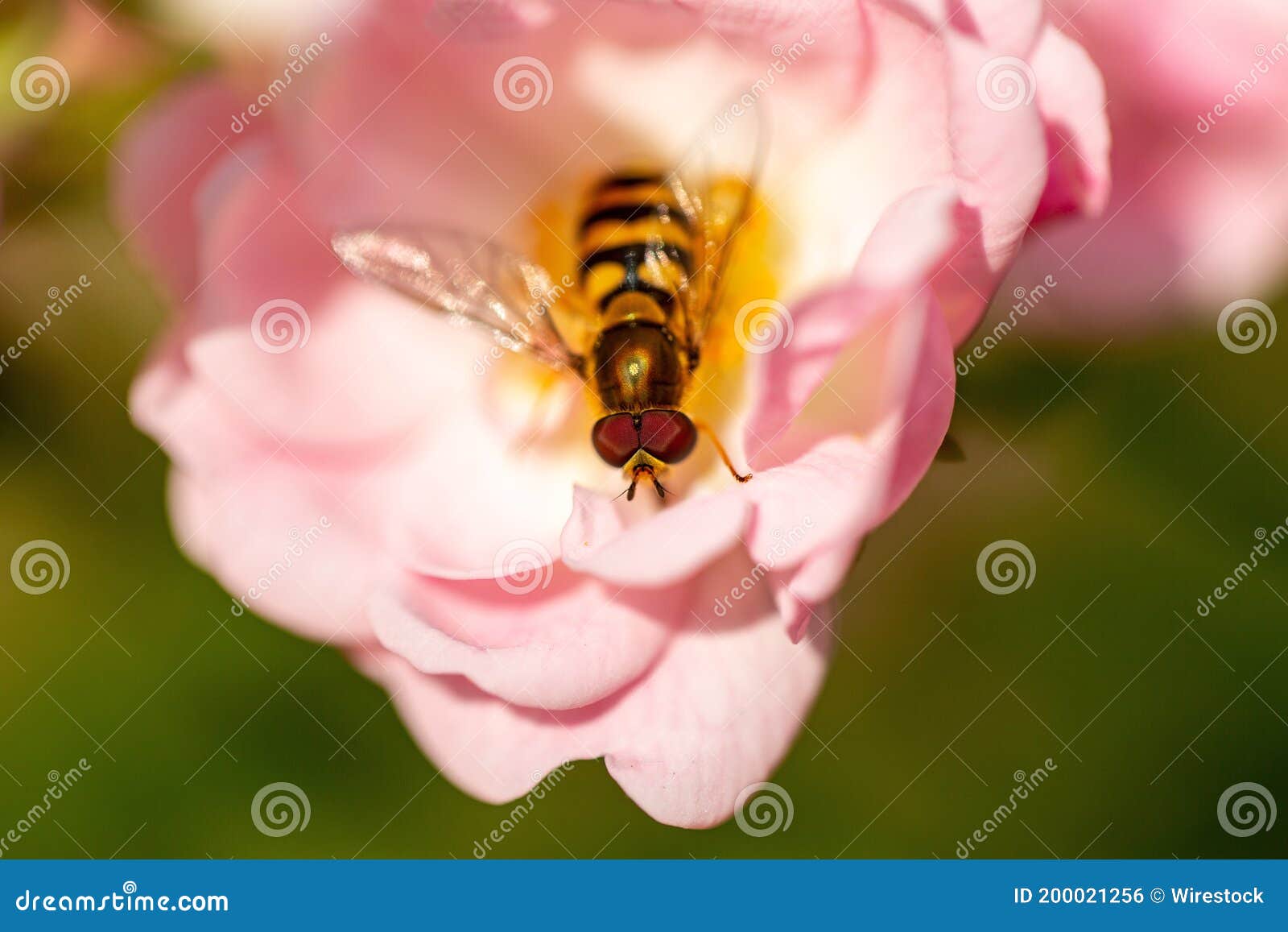 Toma Selectiva De Una Abeja Sobre Una Rosa Rosa Rosa Foto de archivo ...