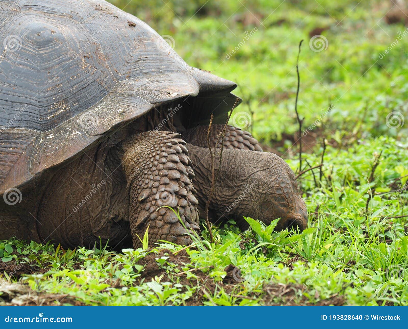 Toma Selectiva De Una Gran Tortuga Gris Foto de archivo - Imagen de ...