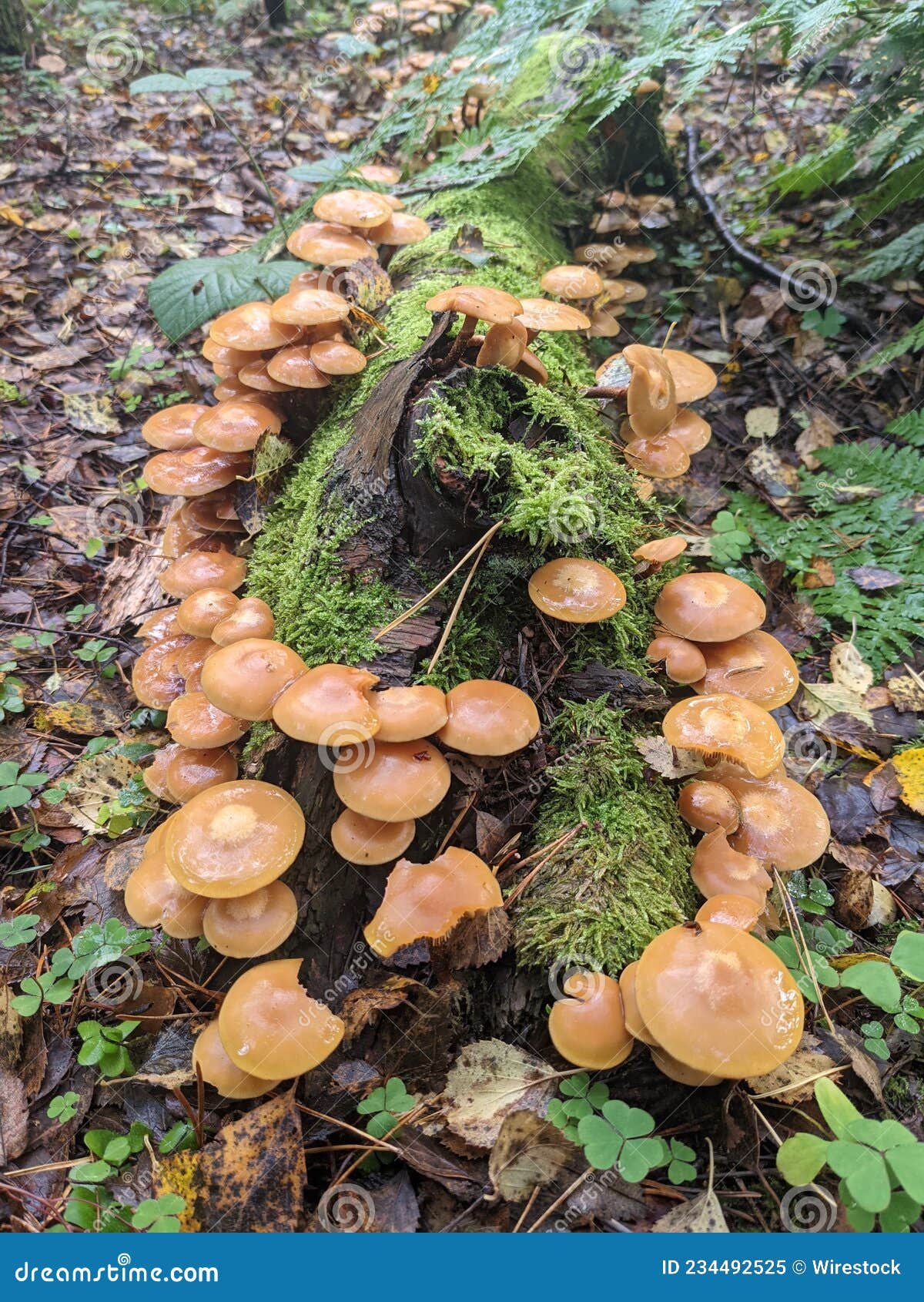 Toma Vertical De Hongo No Comestible En El Bosque Imagen de archivo ...