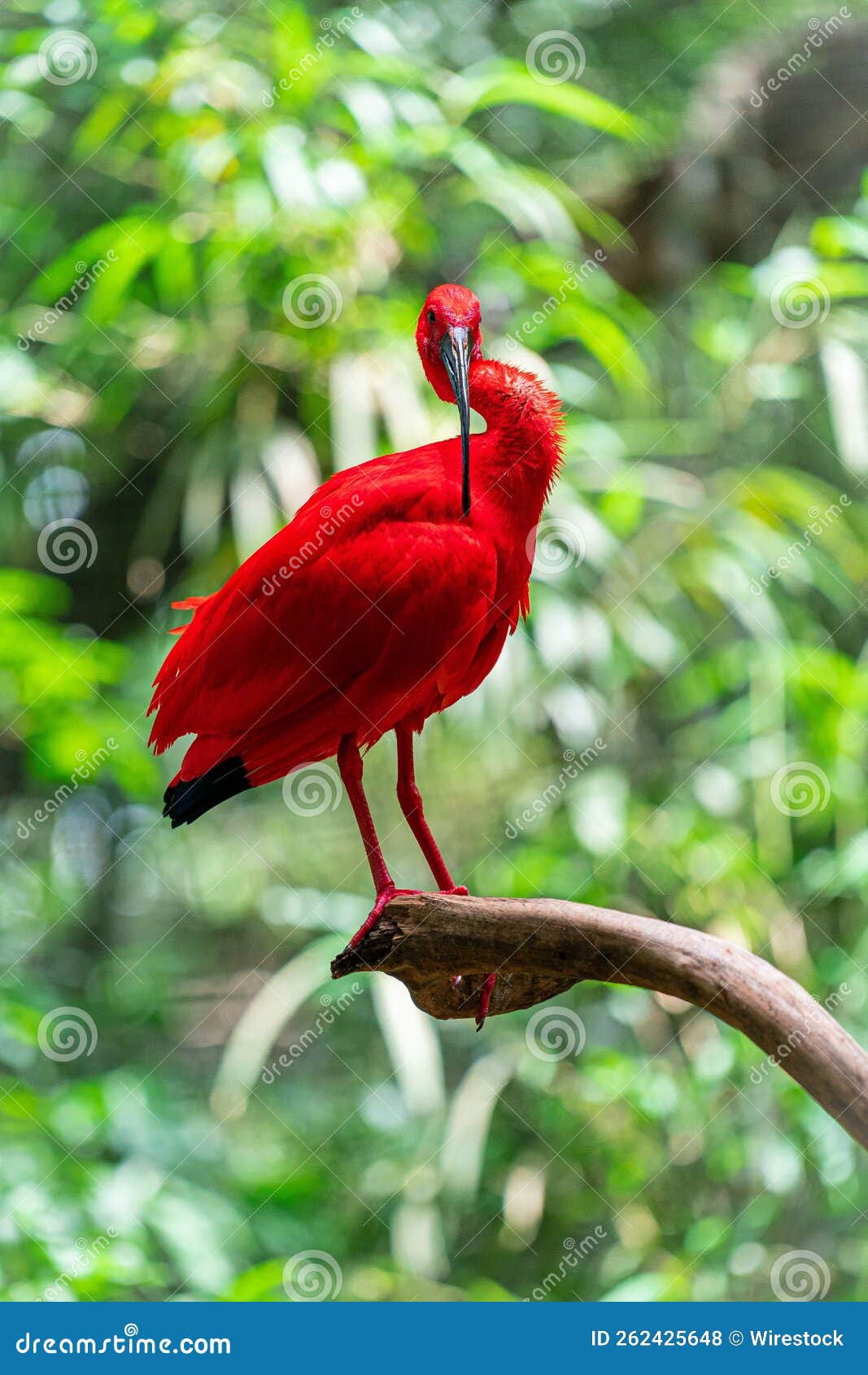 Toma Vertical De Un Ave Ibis Con Escarlata Perchada Foto de archivo ...