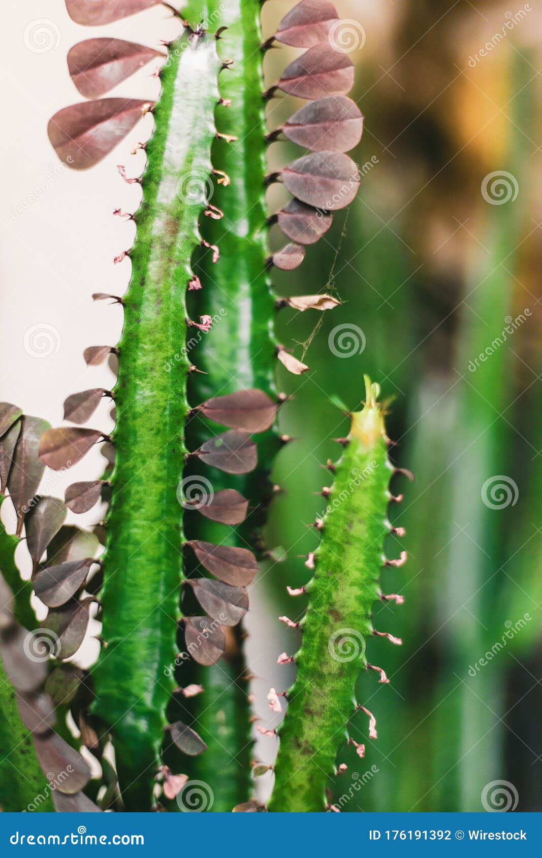 Toma Vertical De Un Cactus Triangular Con Un Fondo Borroso Foto de ...