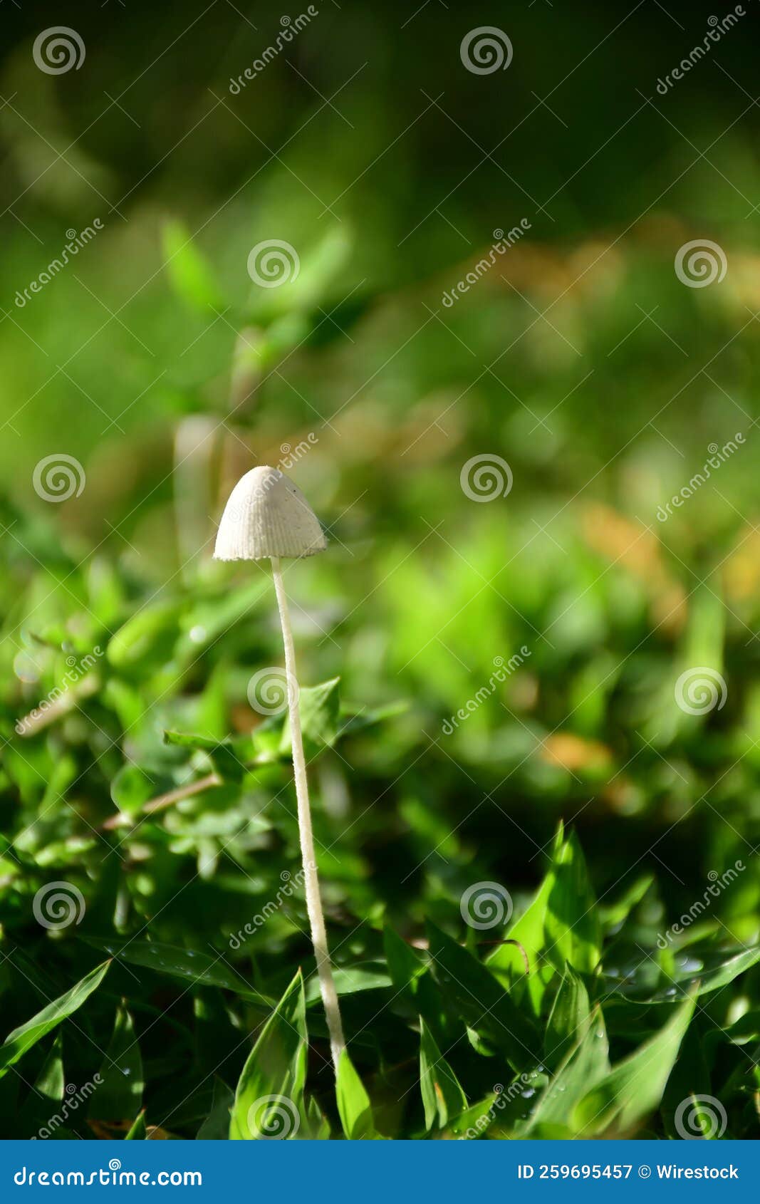 Toma Vertical De Un Hongo Blanco Largo En Un Bosque Imagen de archivo ...