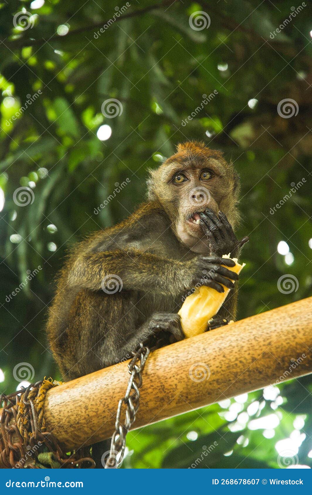 Toma Vertical De Un Mono Comiendo Comida Atada a Una Cadena En Un ...