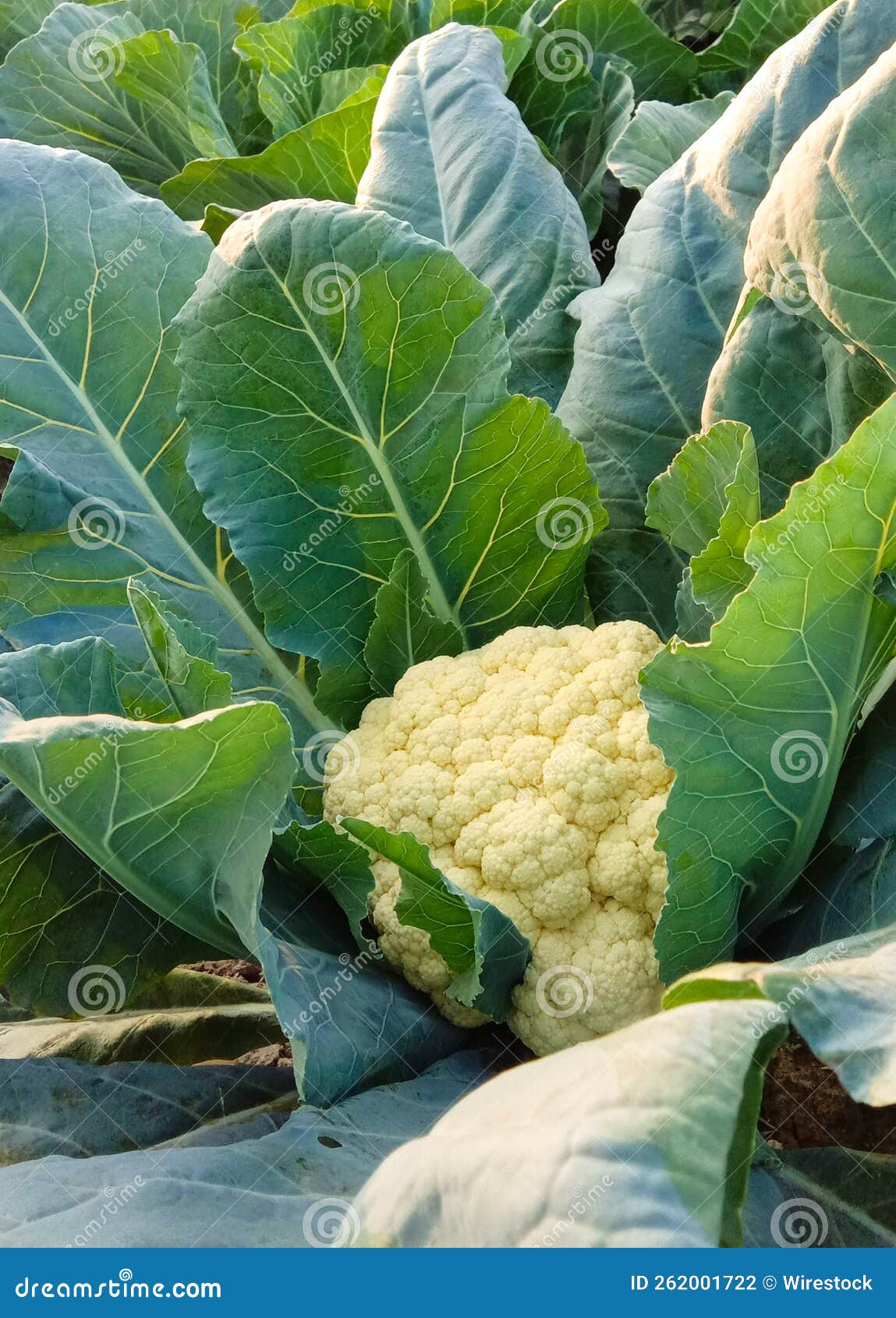 Toma Vertical De Una Coliflor En Un Campo Foto de archivo - Imagen de ...