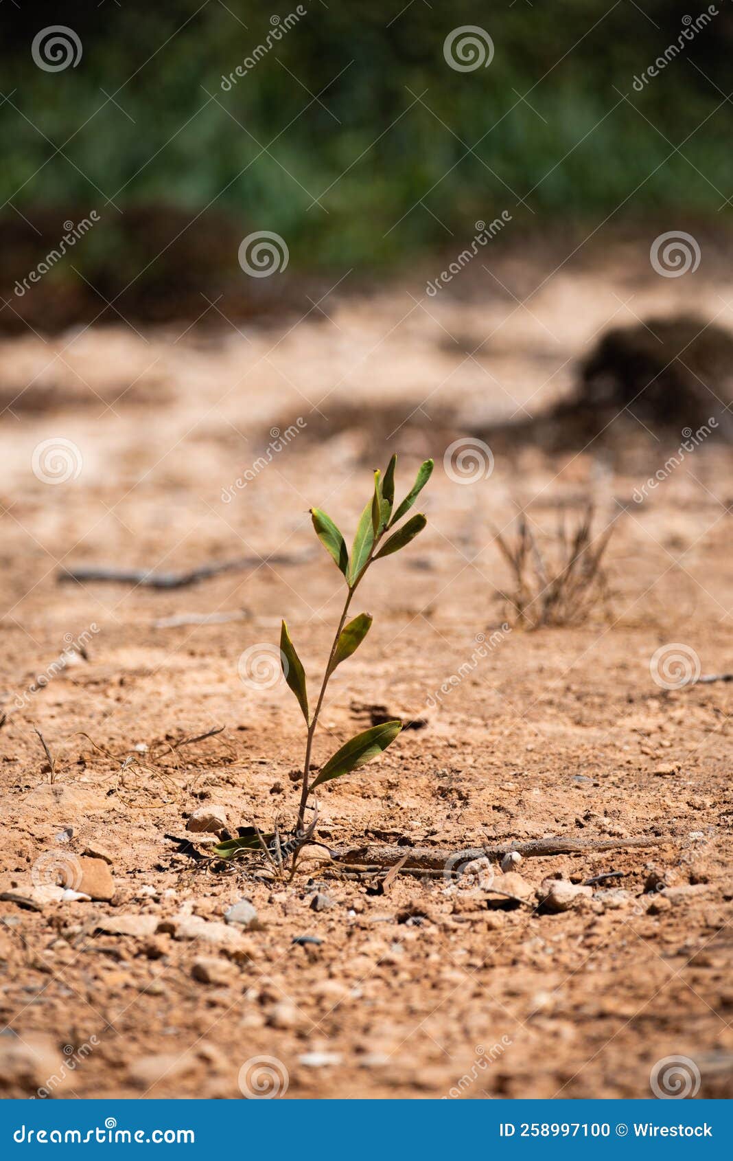 Toma Vertical De Una Sola Planta Que Crece a Partir De Un Suelo Seco ... Toma Vertical De Una Sola Planta Que Crece a Partir De Un Suelo Seco ...