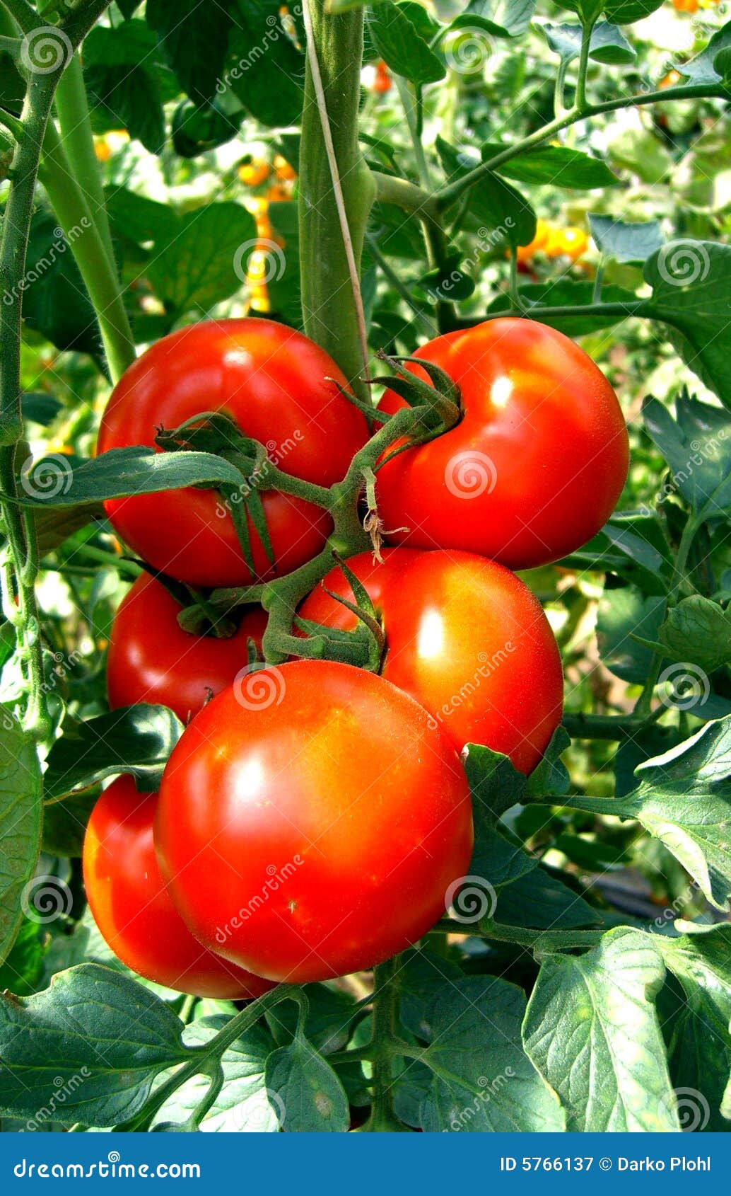 Tomaat stock afbeelding. Image of salade, bladeren, tomaten - 5766137