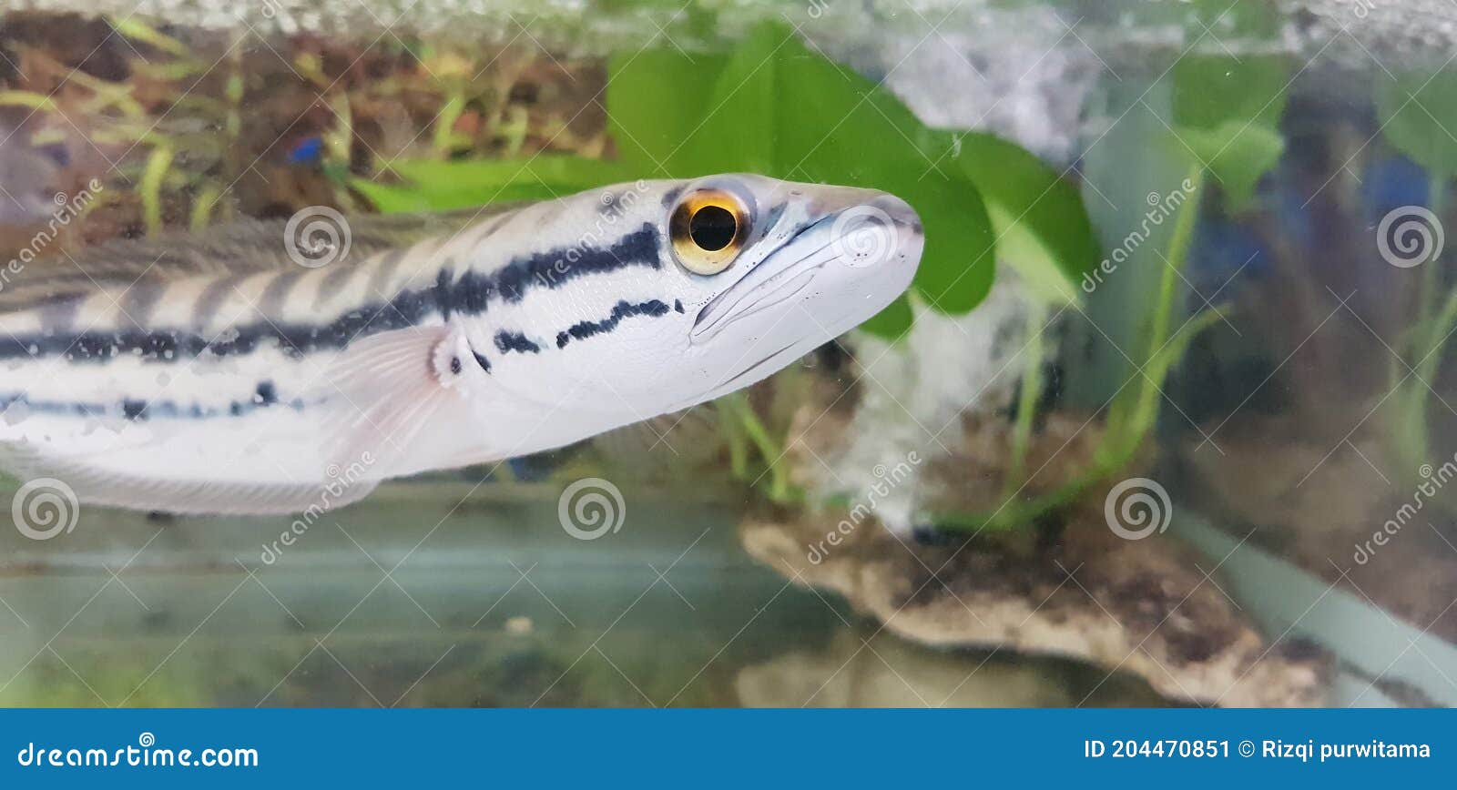 Toman Fish Including Predatory Fish. Stock Image - Image of live, toman ...