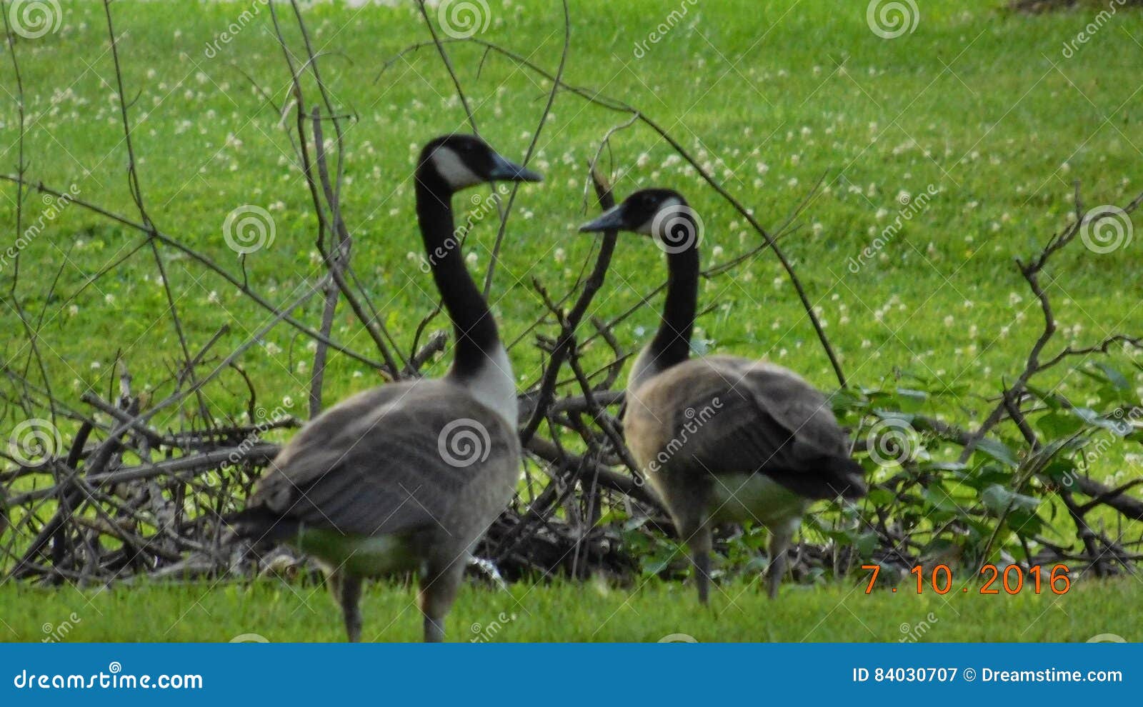 Tomar una rotura imagen de archivo. Imagen de canadiense - 84030707