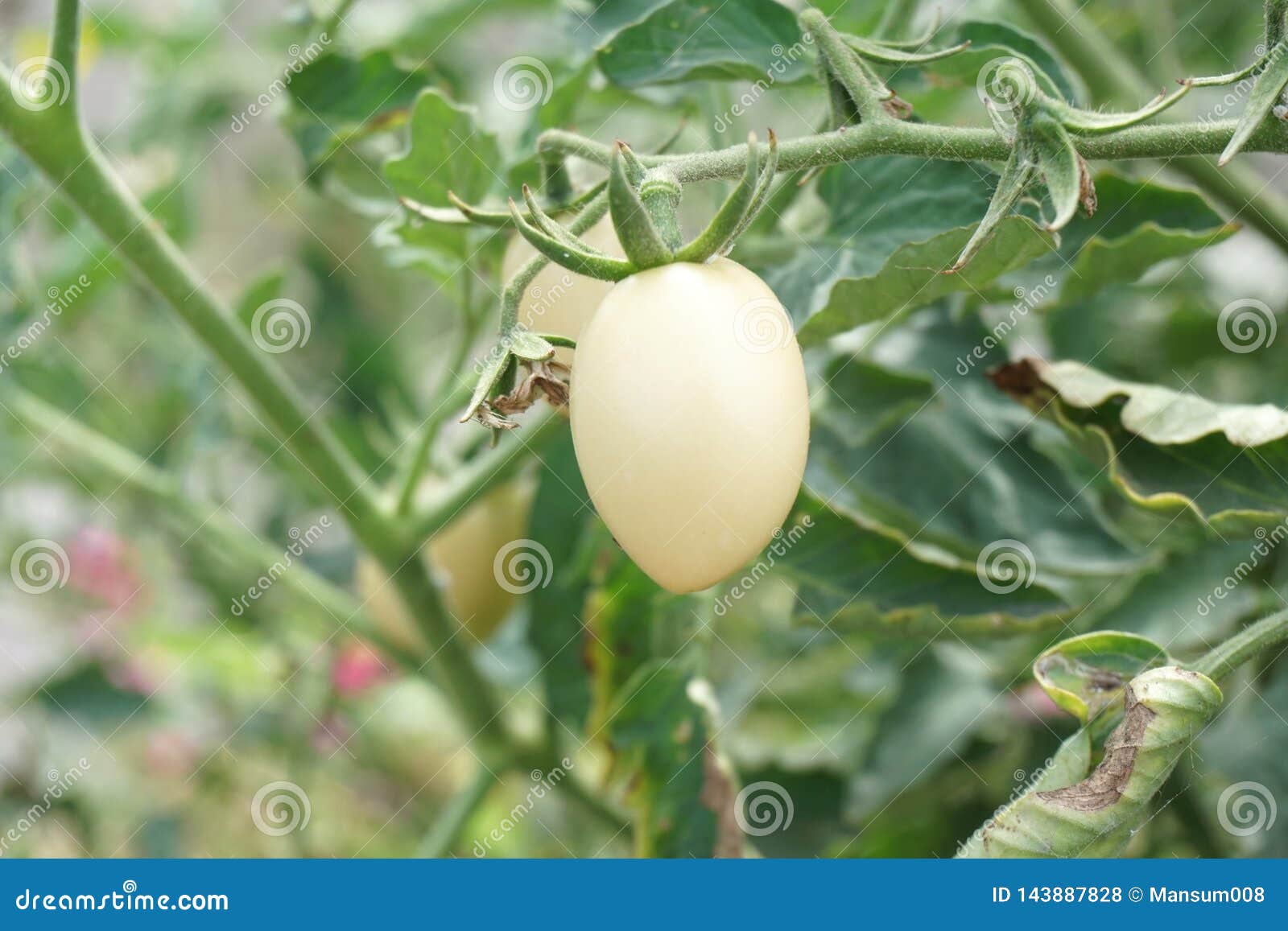 Tomaro Tree Stock Photos - Free & Royalty-Free Stock Photos from Dreamstime