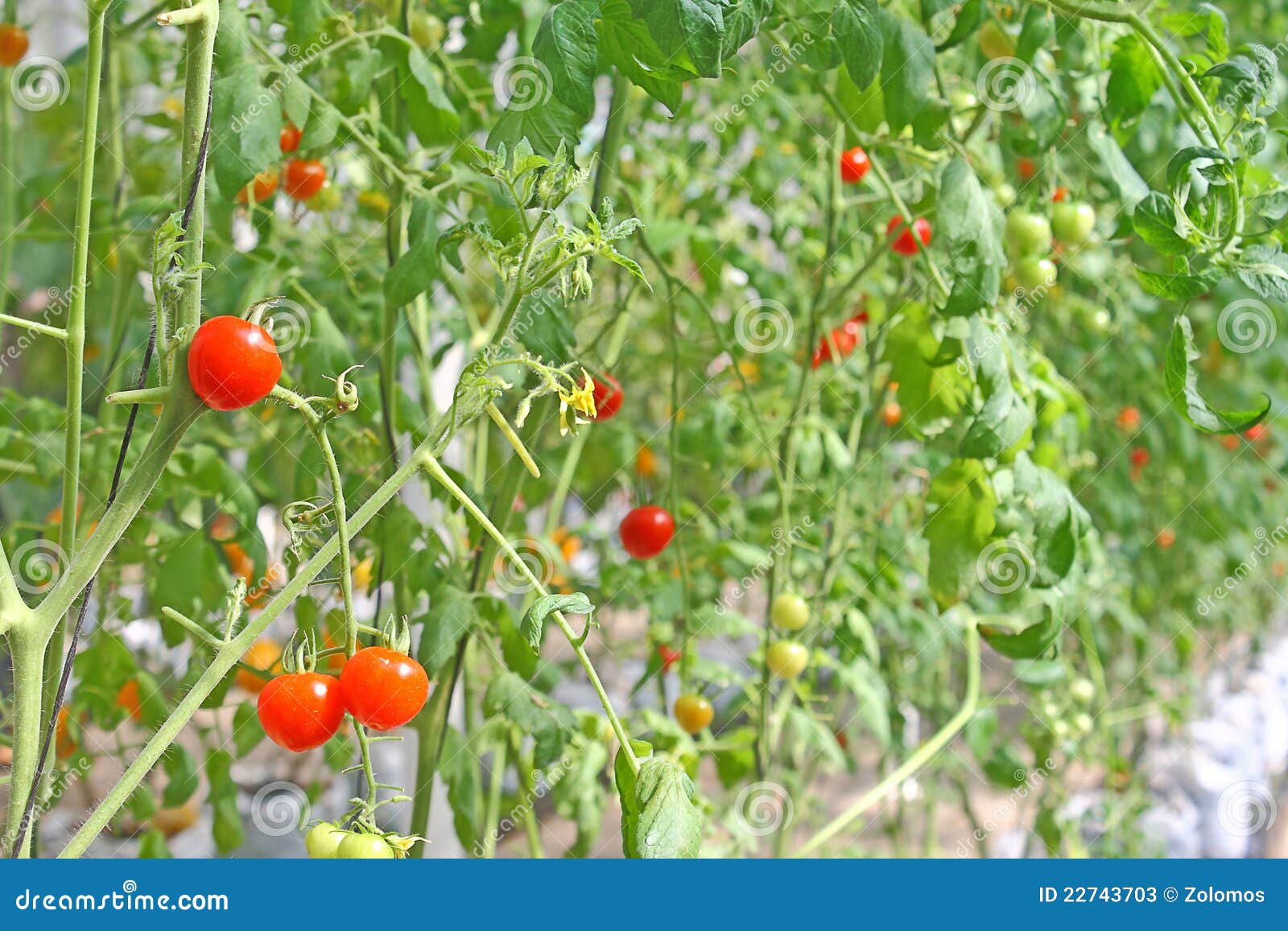 Tomat fotografering för bildbyråer. Bild av isolerat - 22743703