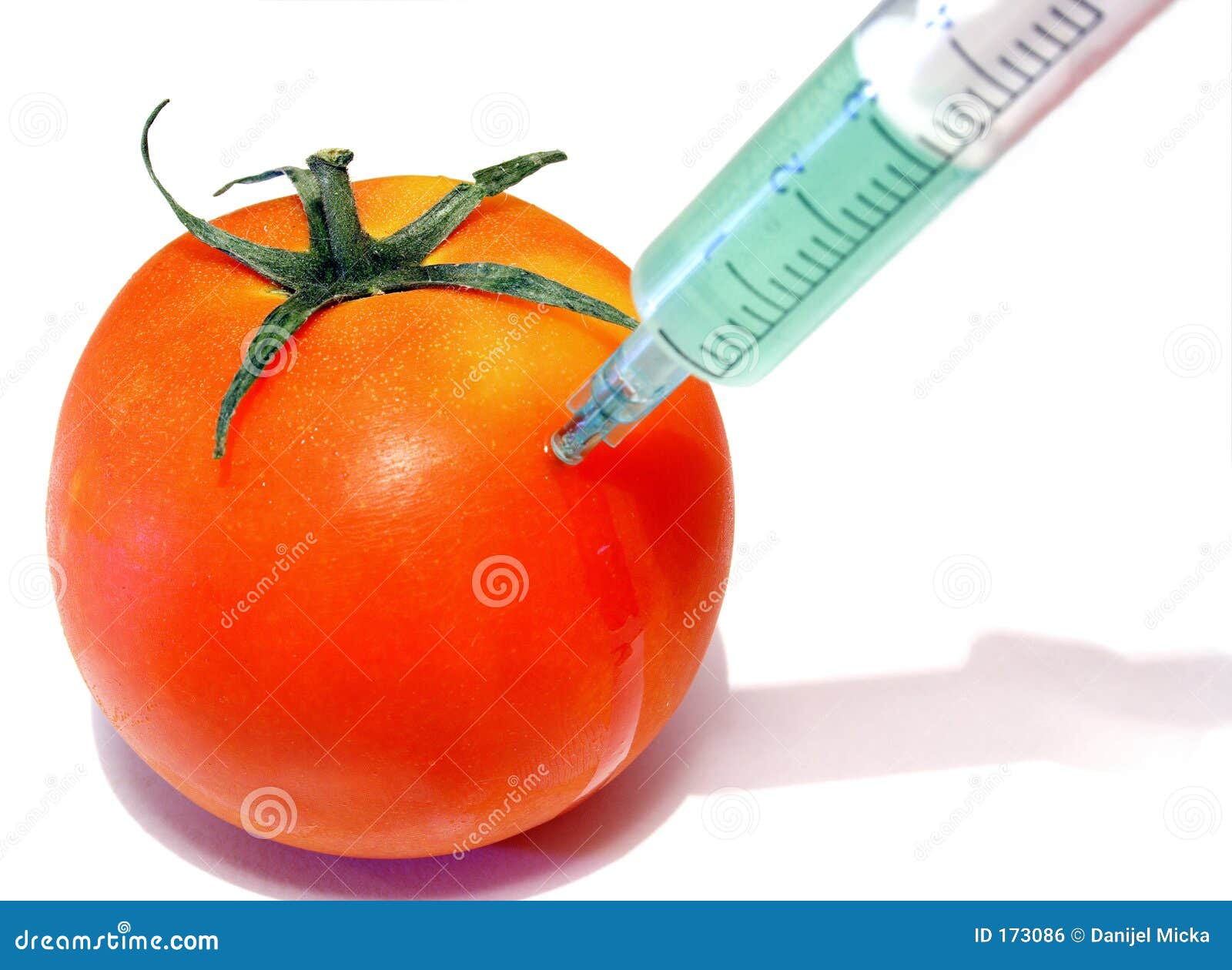 Tomate 1 d'OGM photo stock. Image du modifié, génétiquement - 173086