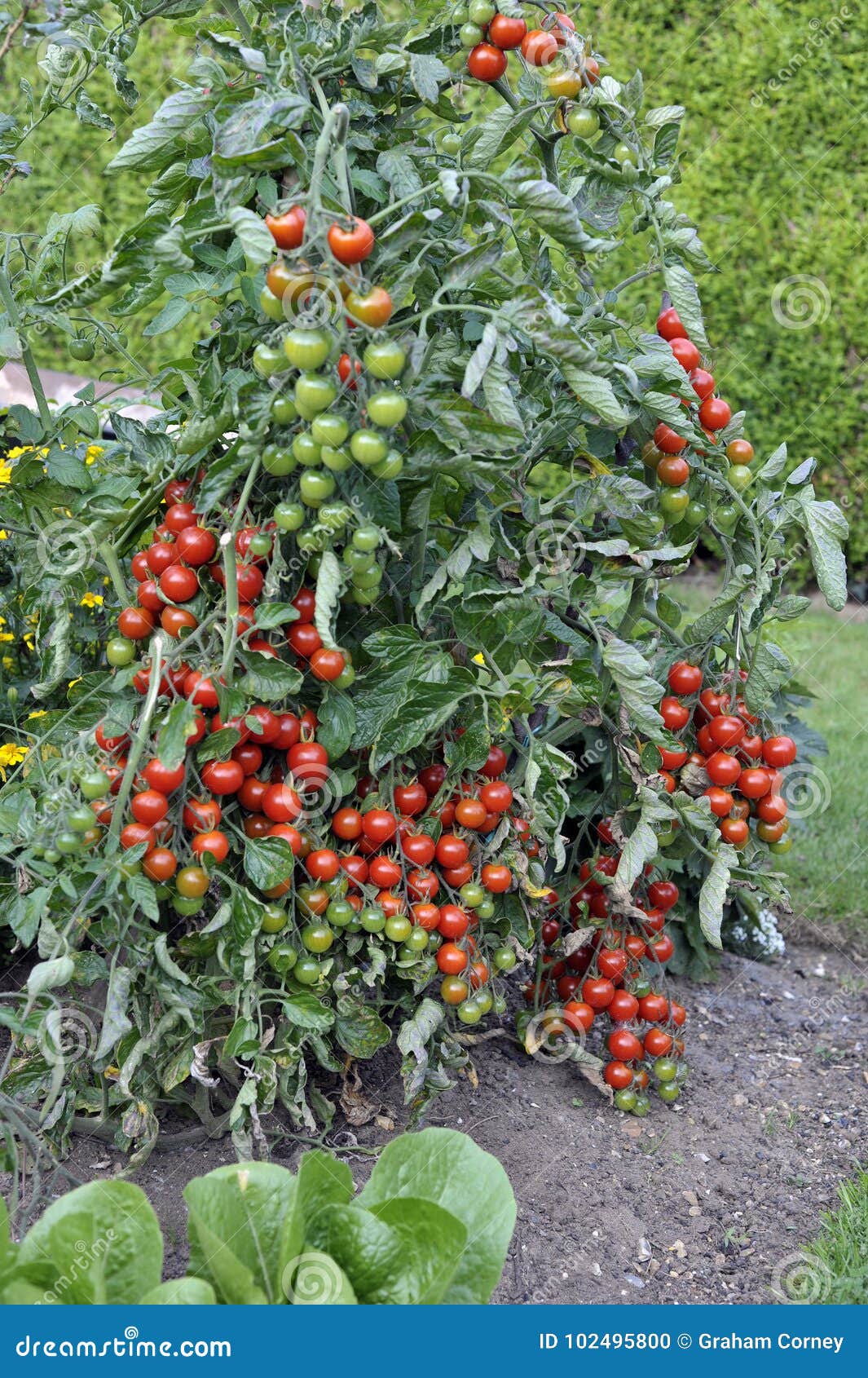 Tomate foto de archivo. Imagen de planta, cereza, tomate - 102495800