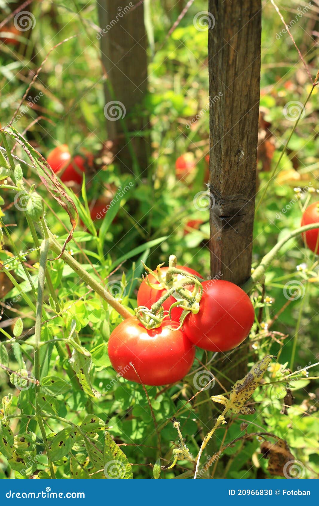 Tomate stock photo. Image of salade, pomodoro, vegetables - 20966830
