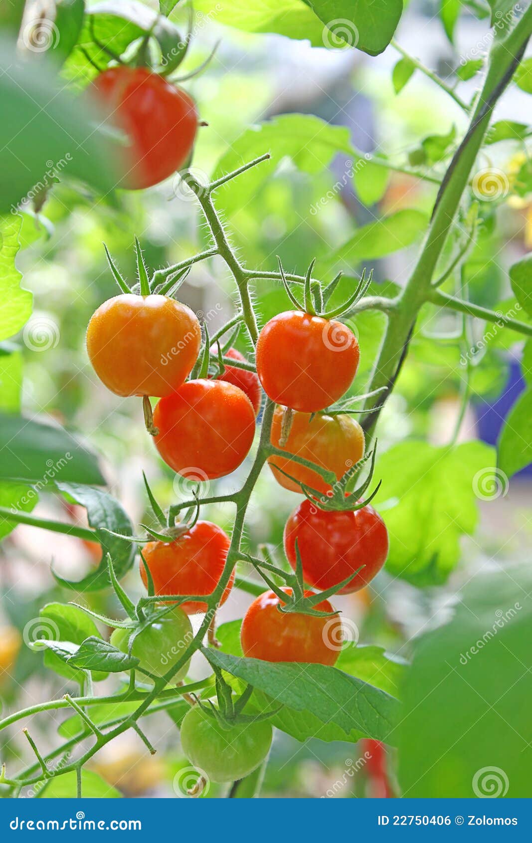 Tomate foto de archivo. Imagen de fruta, aislado, flor - 22750406