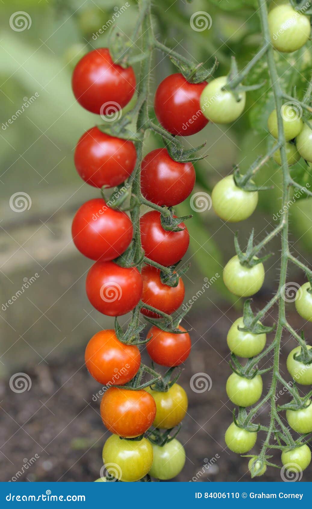Tomate foto de stock. Imagem de vermelho, maduro, crescimento - 84006110