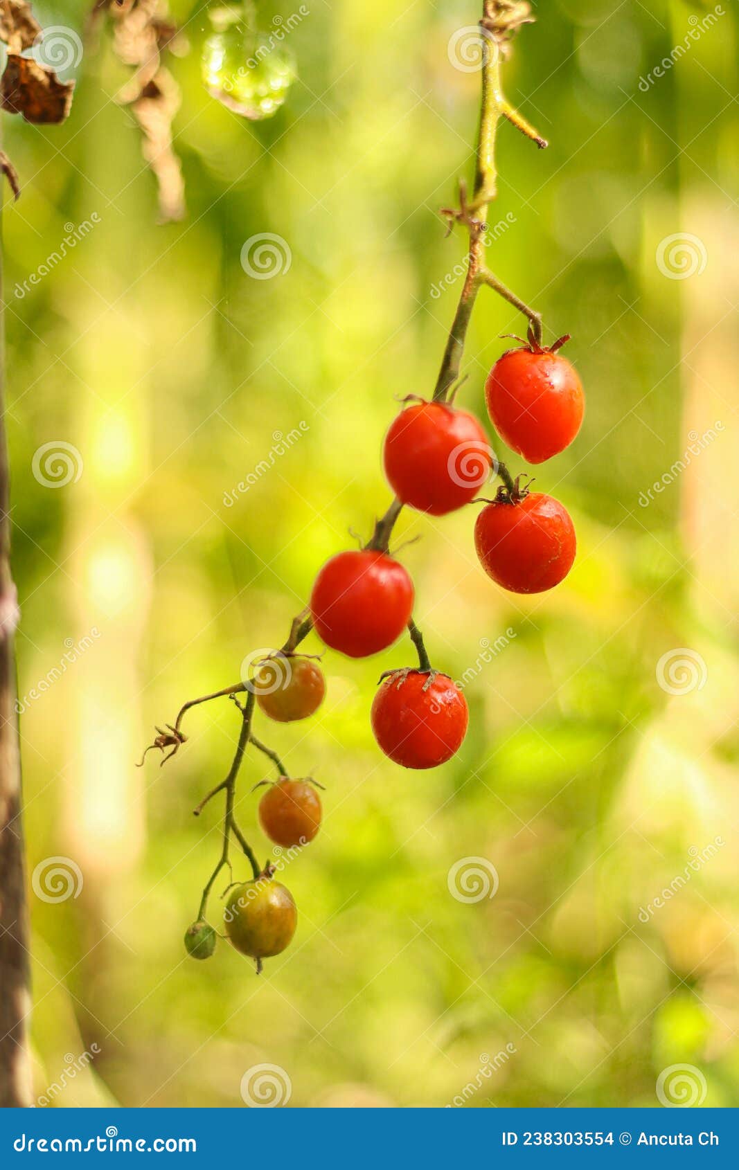 Tomate foto de stock. Imagem de folha, planta, nave - 238303554