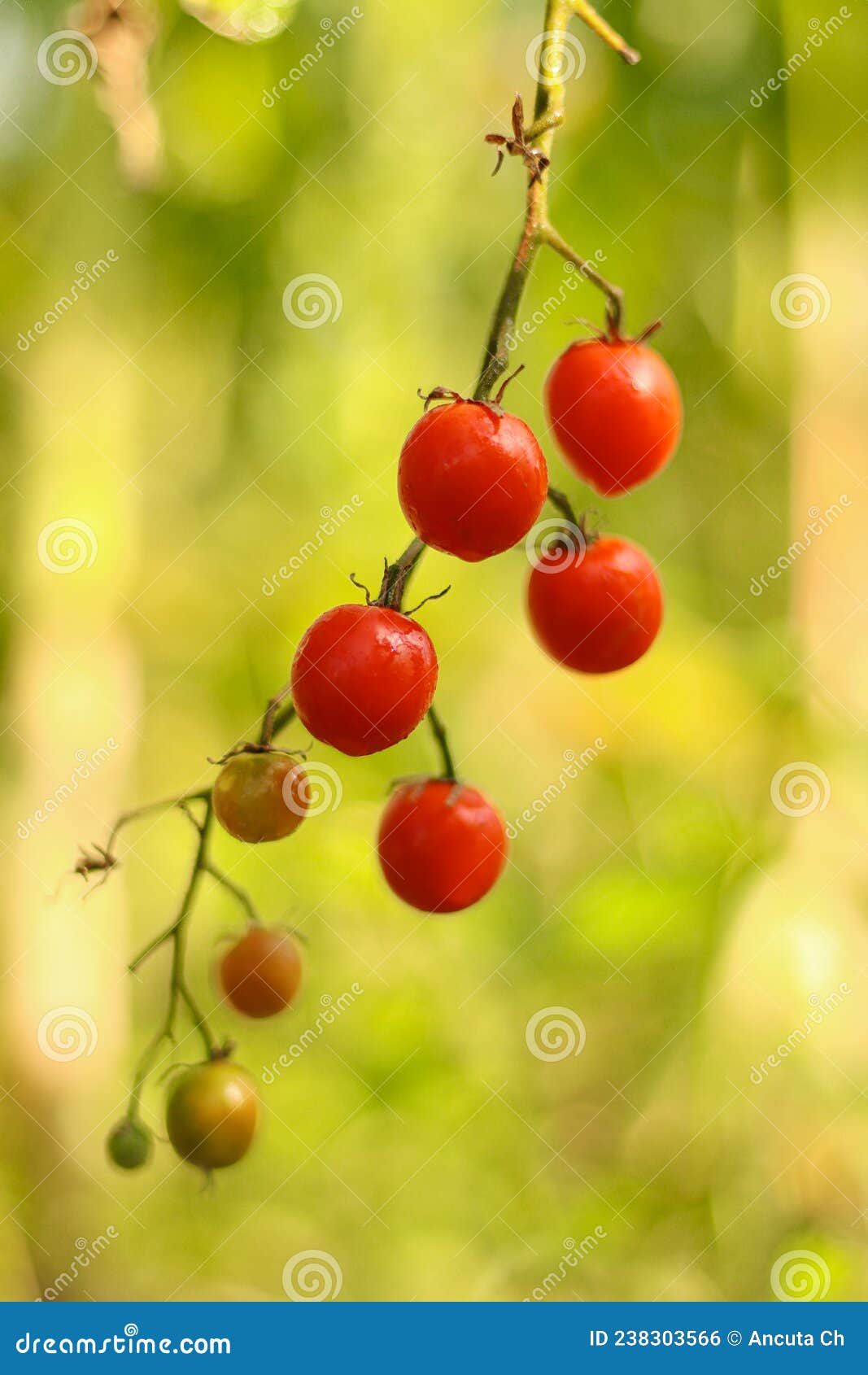 Tomate foto de stock. Imagem de vegetal, fruta, outono - 238303566