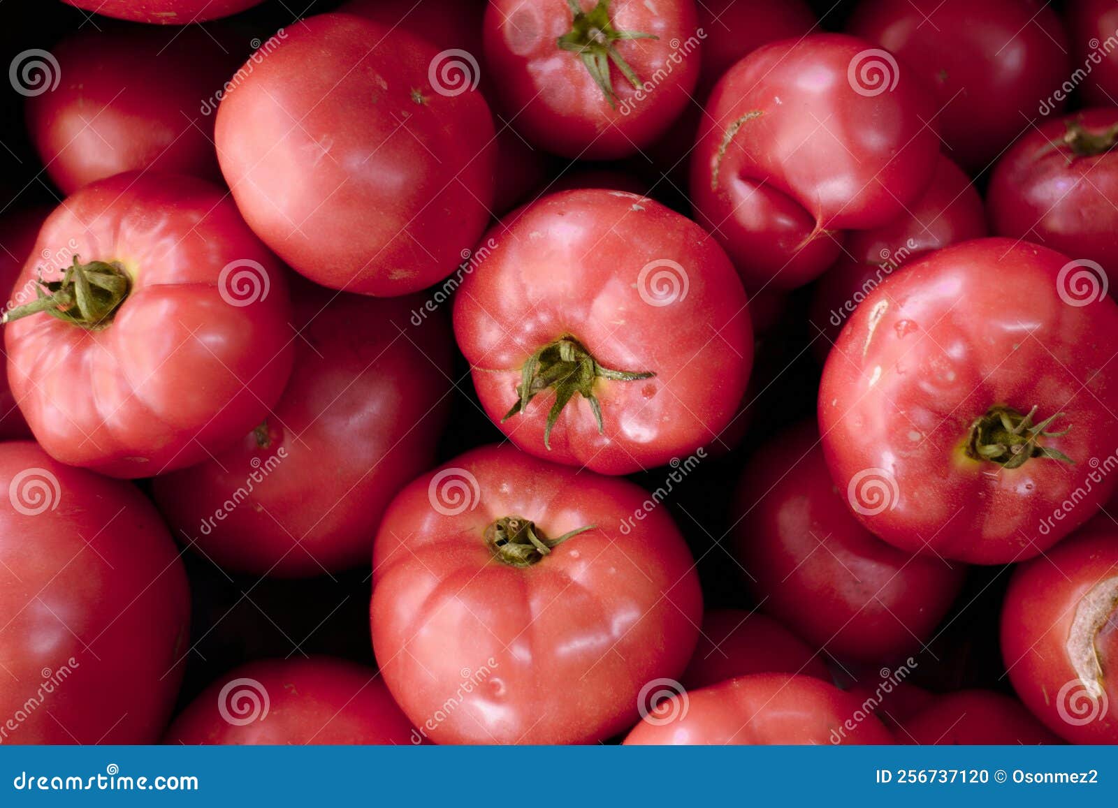 Tomate De Campo Natural En Color Rosa Foto de archivo - Imagen de grupo ...