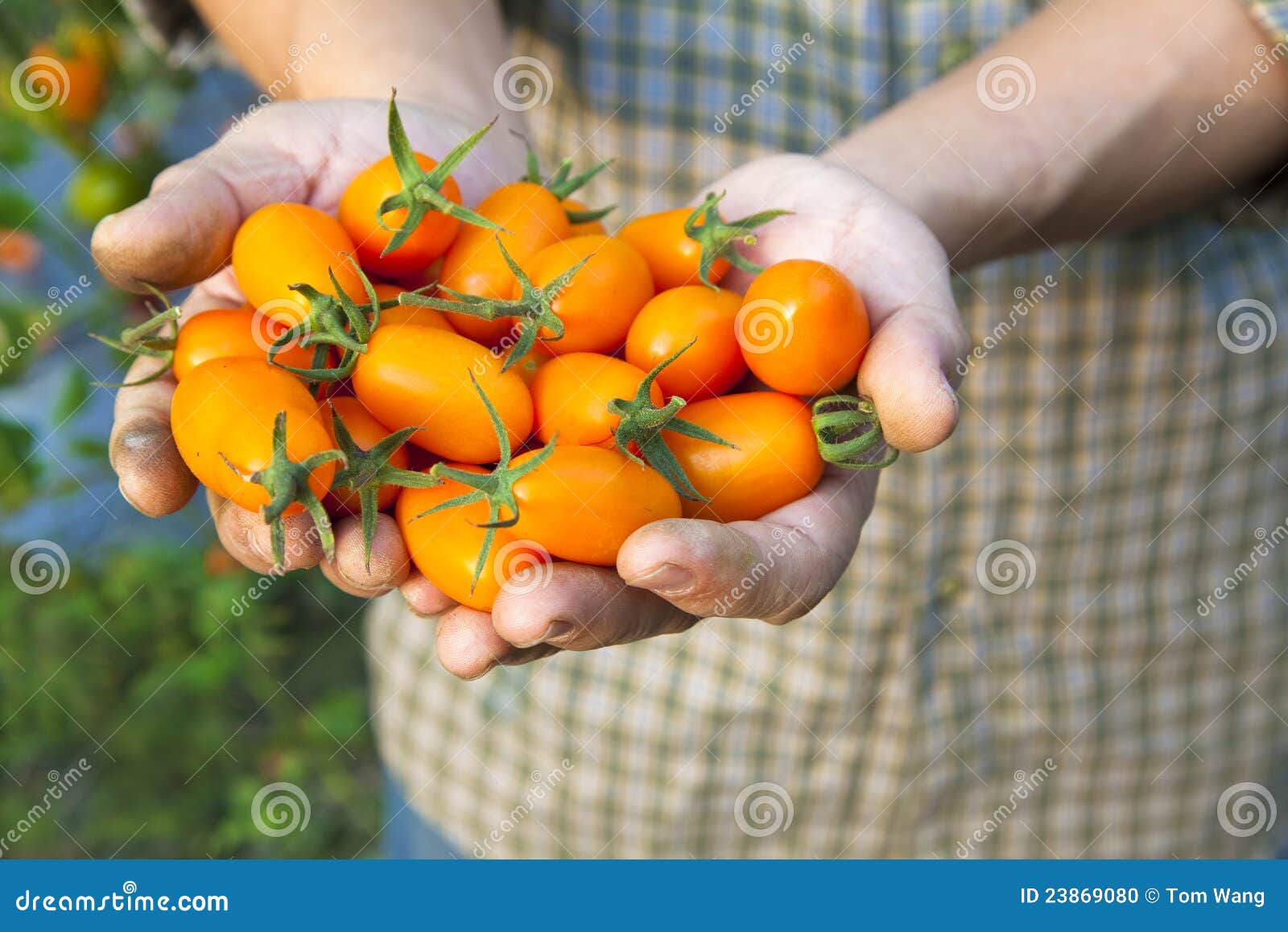 88,080 Fotos de Stock de Tomate Pequeno - Fotos de Stock Gratuitas e ...