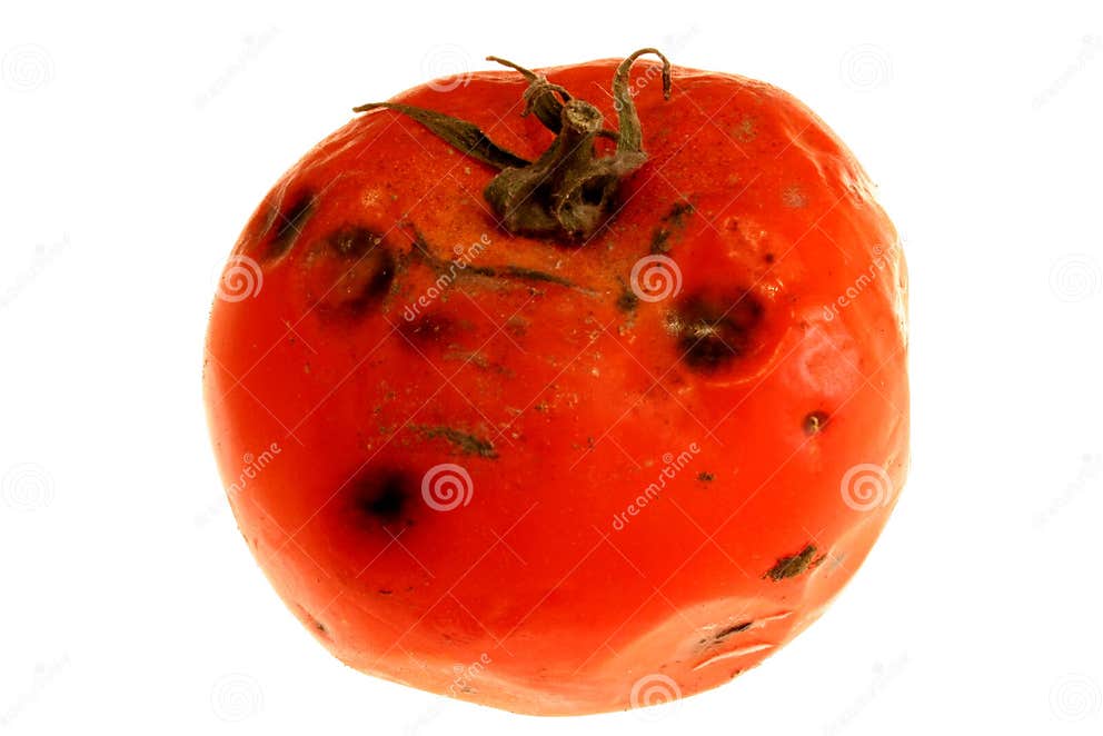 Tomate podre 2 imagem de stock. Imagem de podre, frutas - 1541695