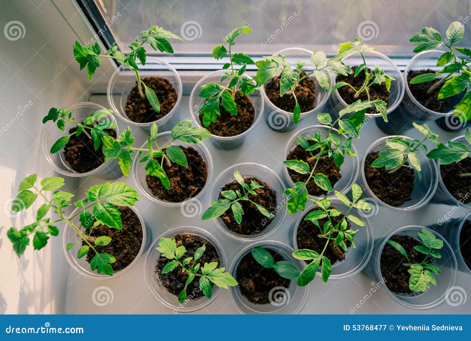 Tomate Que Siembra En Potes Imagen de archivo - Imagen de hoja, suelo ...