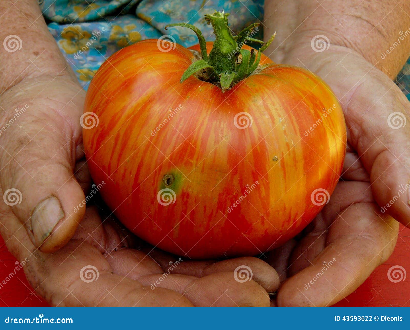 Tomate rayado foto de archivo. Imagen de viejo, rojo - 43593622
