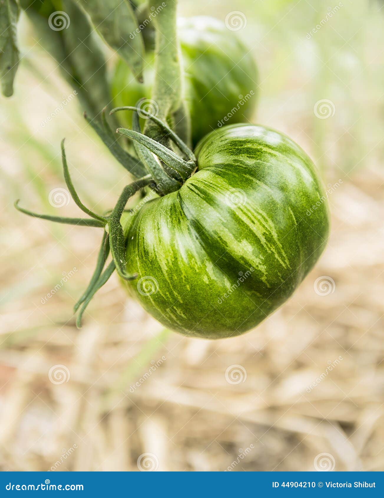 Tomate Rayado Verde En Cama De Las Verduras Foto de archivo - Imagen de ...