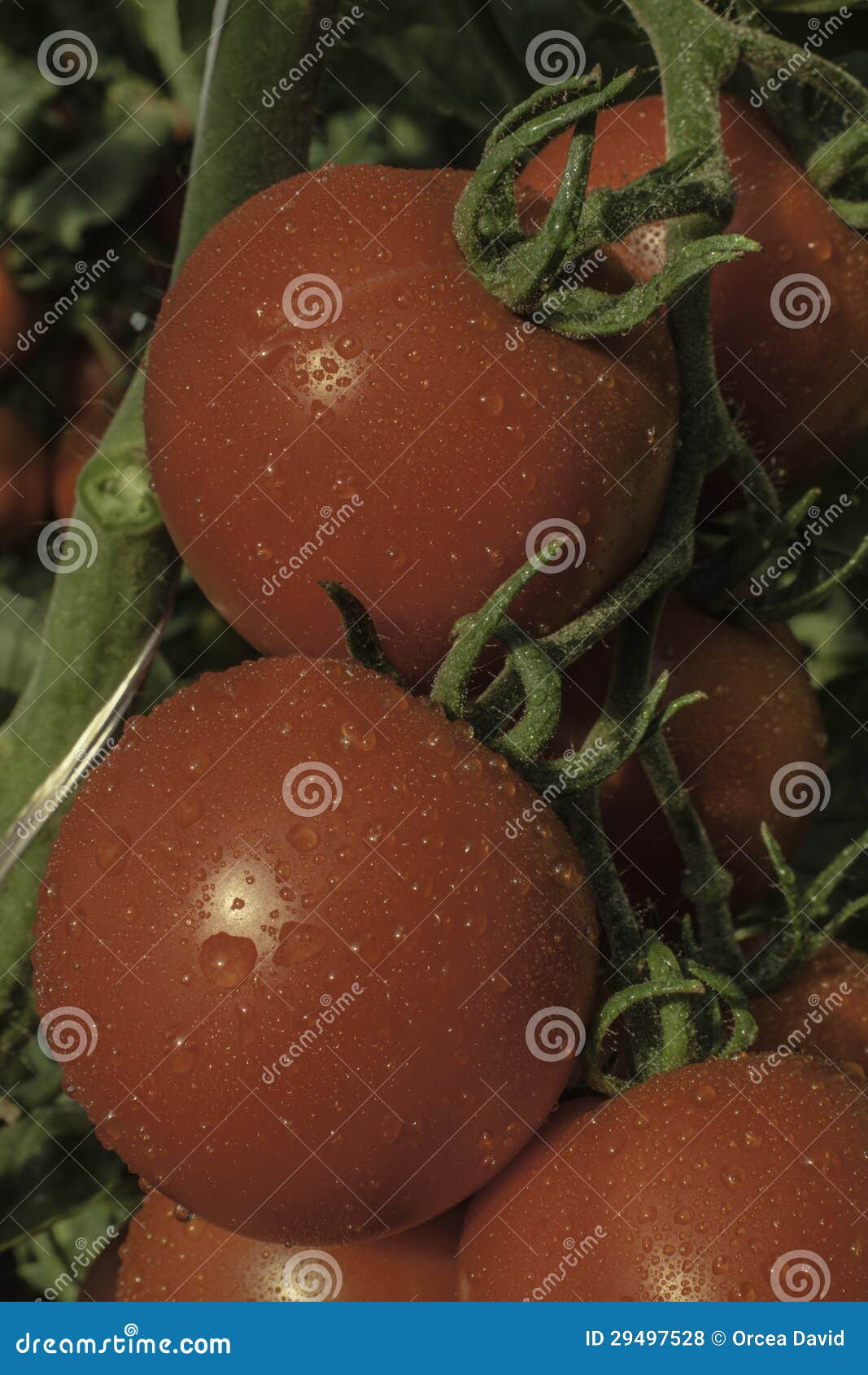 Tomate rojo foto de archivo. Imagen de primer, aislado - 29497528