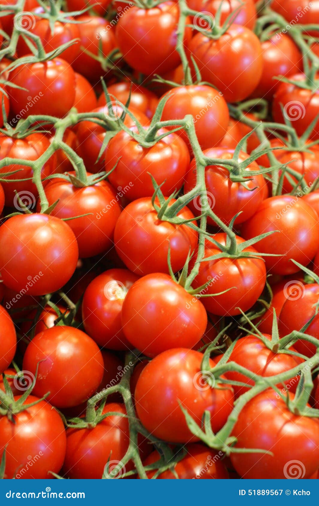 Tomate rouge image stock. Image of vivacité, sain, maïs - 51889567