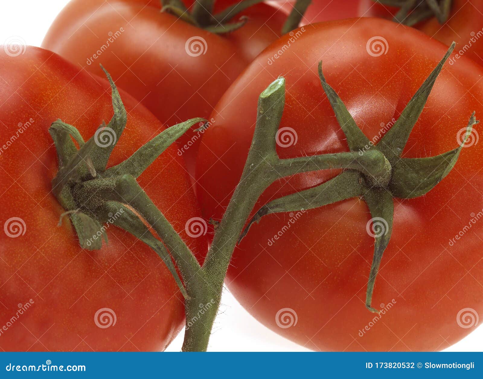 TOMATO ROUGE stock photo. Image of life, botany, rouge - 173820532