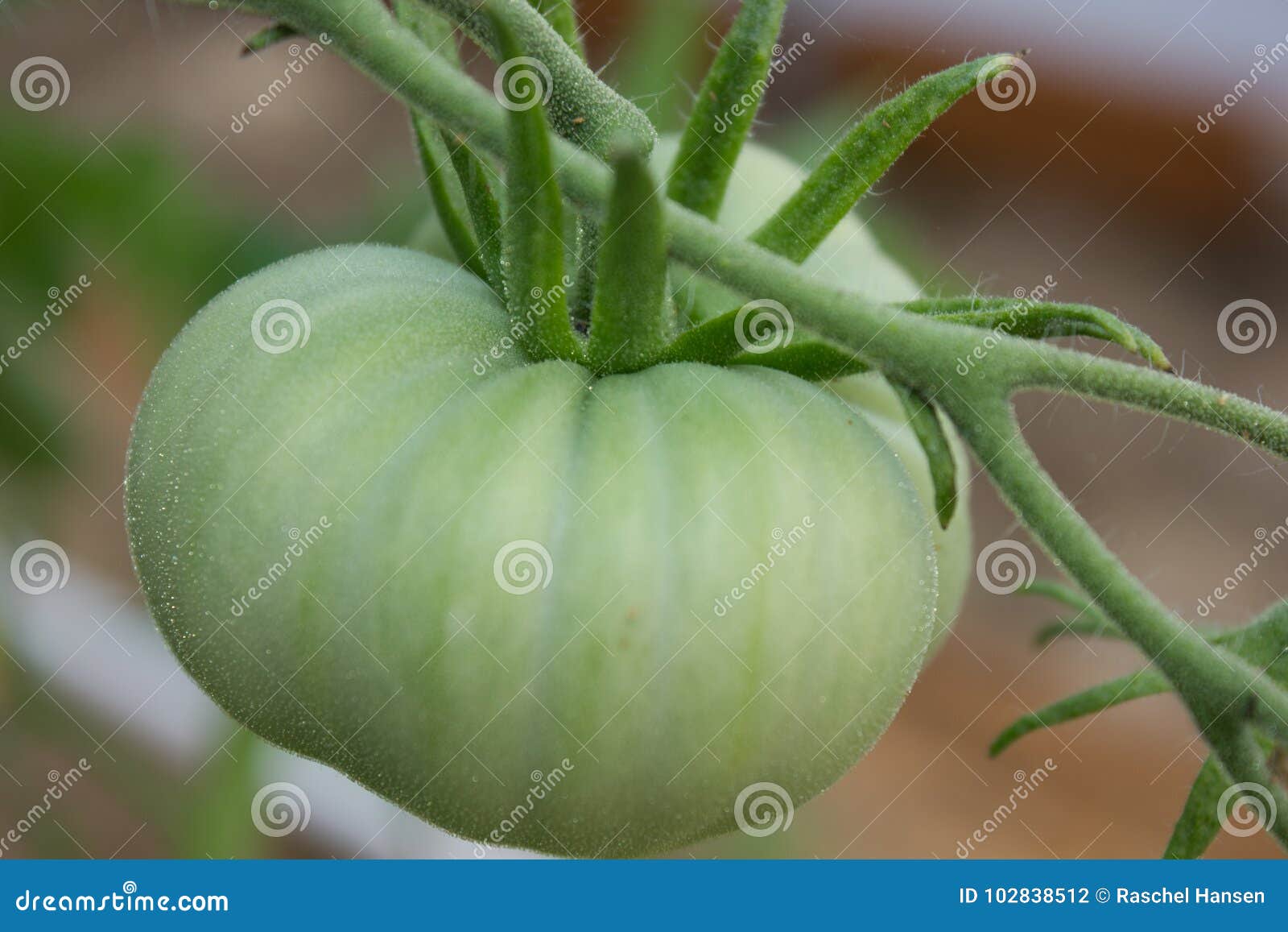 Tomate verde foto de archivo. Imagen de crezca, alimento - 102838512
