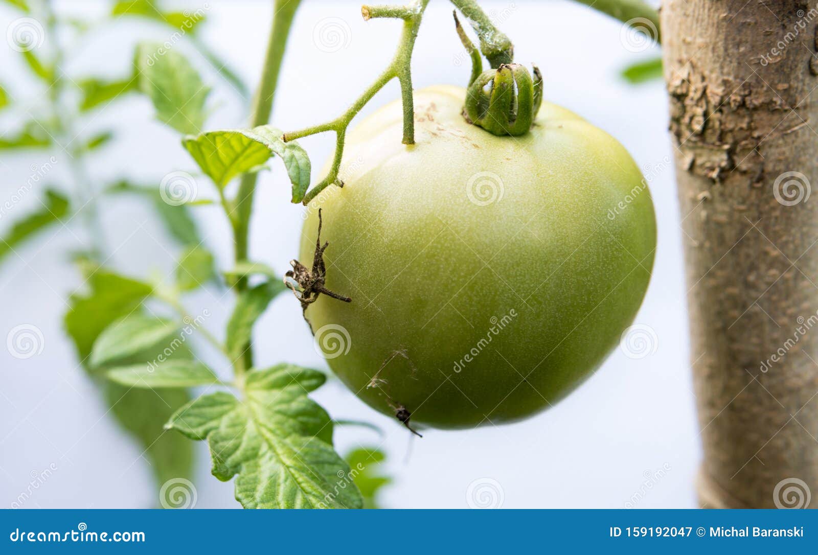 Tomate verde imagen de archivo. Imagen de fresco, salud - 159192047