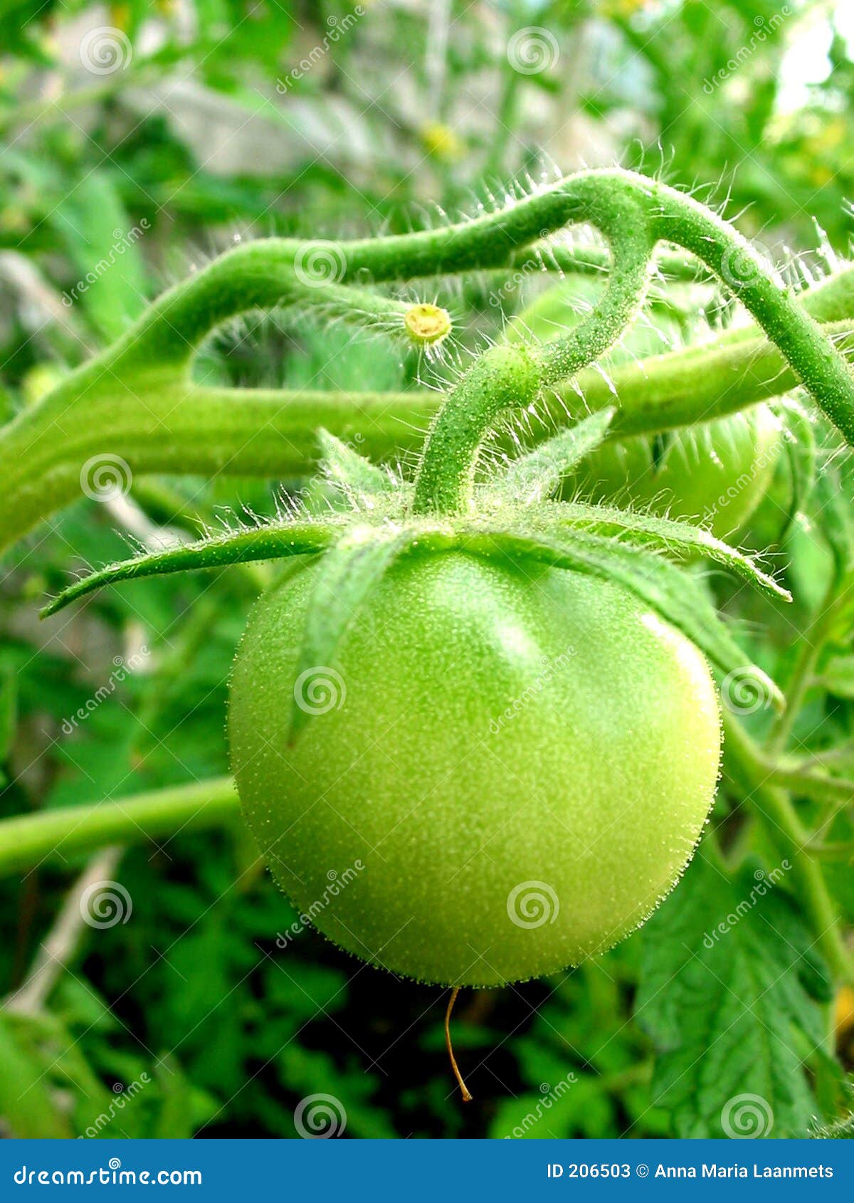 Tomate verde imagen de archivo. Imagen de cierre, melenudo - 206503