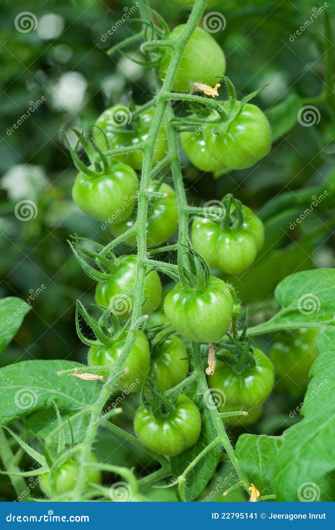 Tomate verde en la planta imagen de archivo. Imagen de alimento - 22795141
