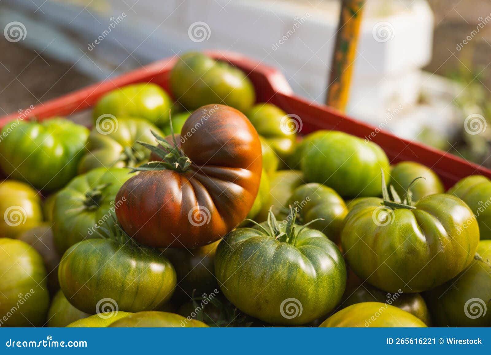 Tomate Verde En Un Contenedor Rojo Imagen de archivo - Imagen de verde ...
