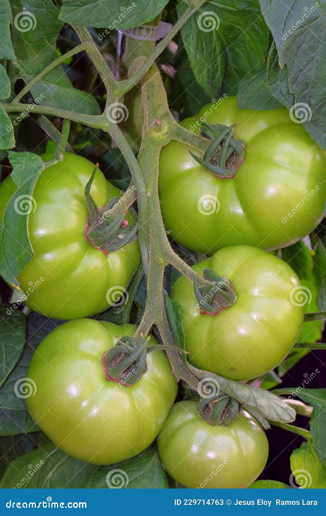 Tomate Verde Para a Cozinha Mexicana Ii Imagem de Stock - Imagem de ...