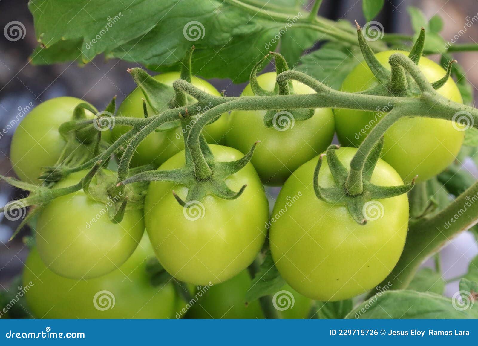 Tomate Verde Para a Cozinha Mexicana Iv Foto de Stock - Imagem de ...