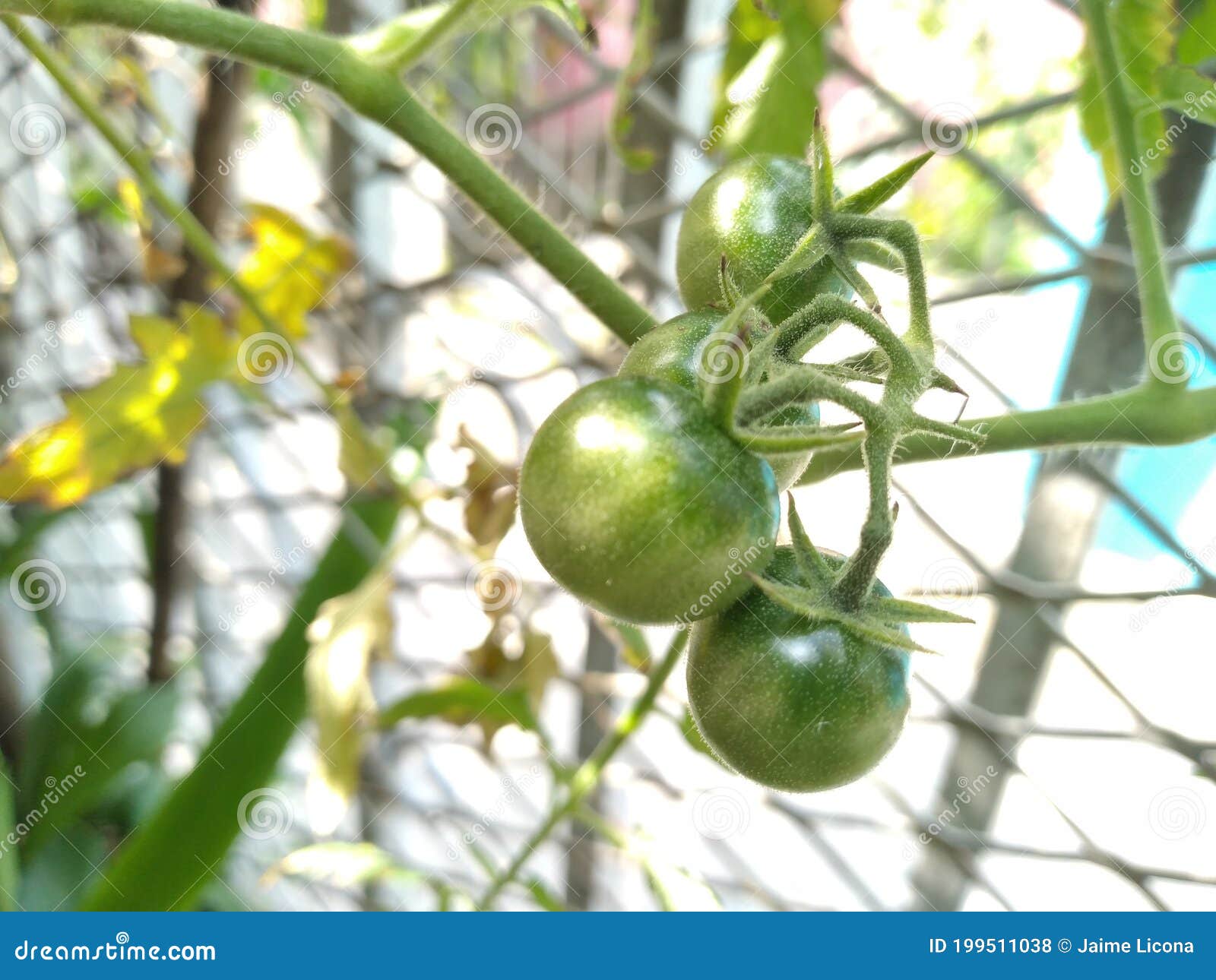 Tomate verde verdura stock photo. Image of verdura, tomate - 199511038