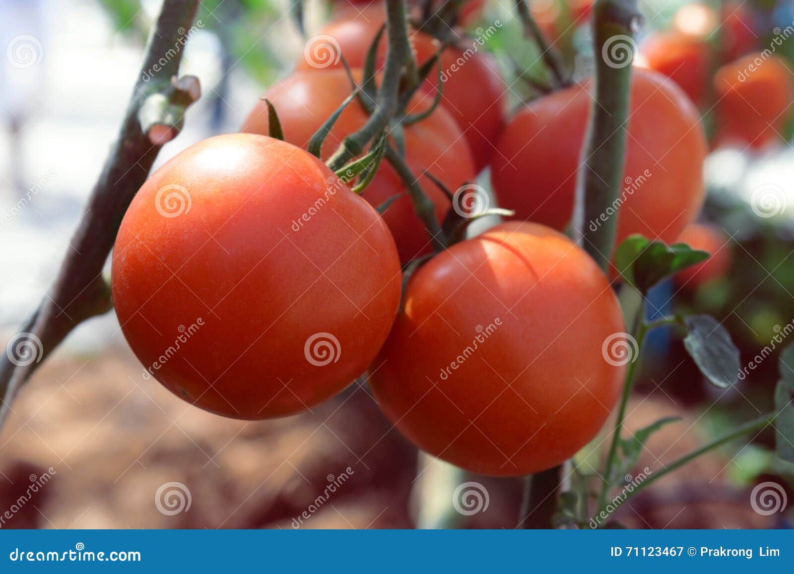 Tomate Vermelho Riped Em Ramos Imagem de Stock - Imagem de vegetariano ...